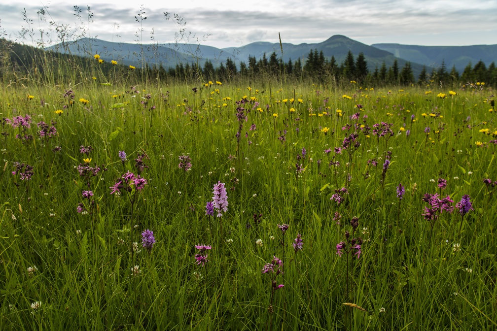 Administration of the Krkonoše National Park | Wildflower-rich alpine ...