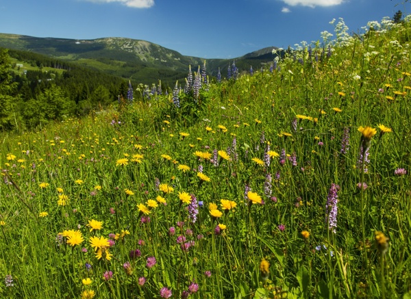 Správa Krkonošského národního parku | Květnaté horské louky